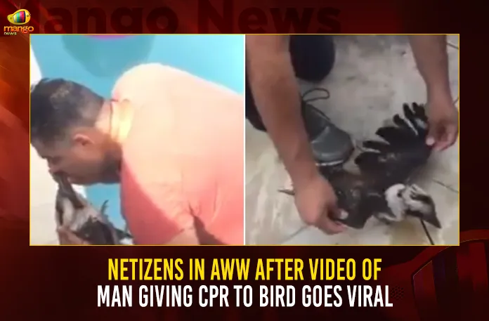 Netizens In Aww After Video Of Man Giving CPR To Bird Goes Viral ...